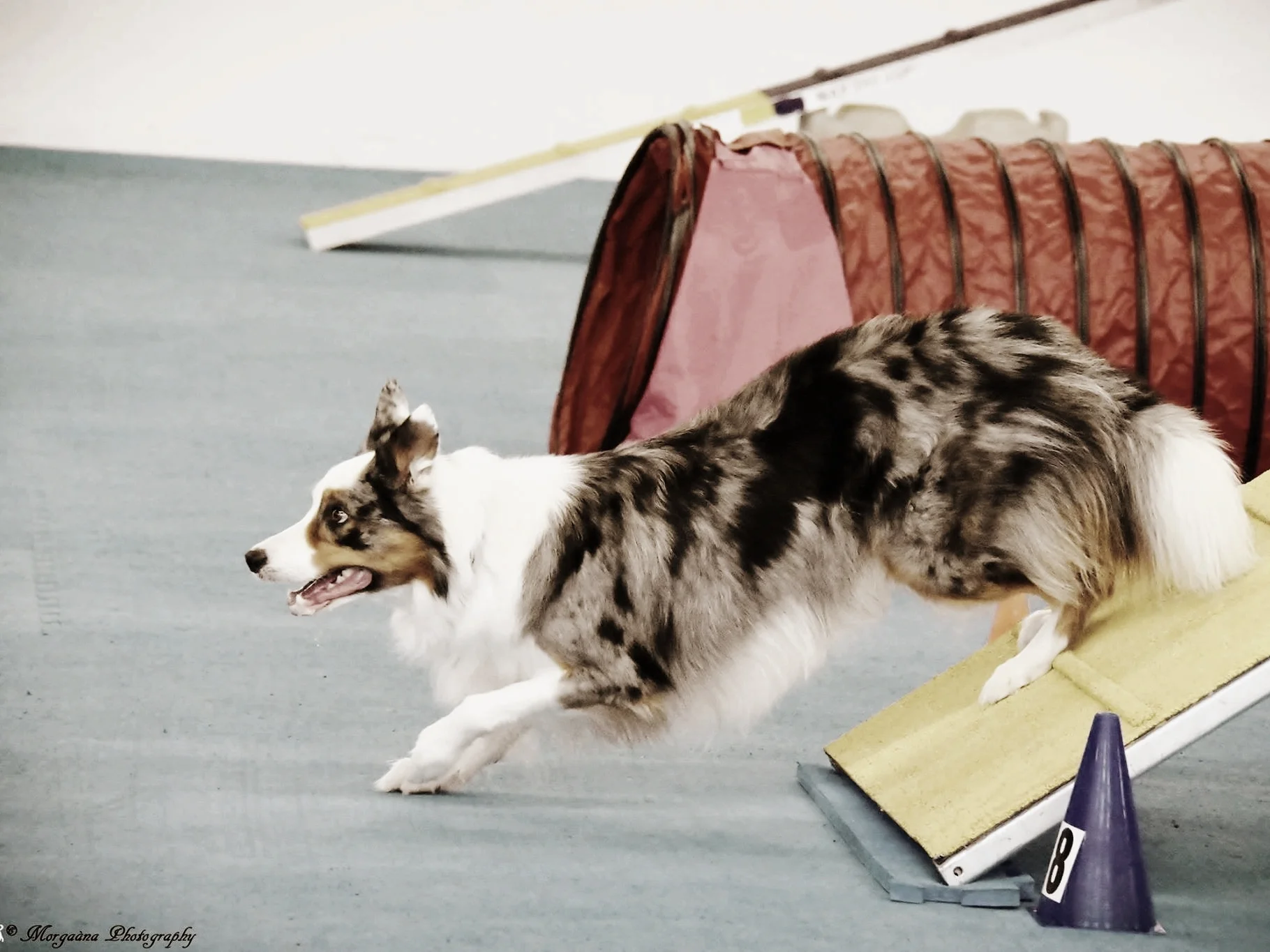 Port Chester Obedience Training Club - Westchester County Group Dog ...