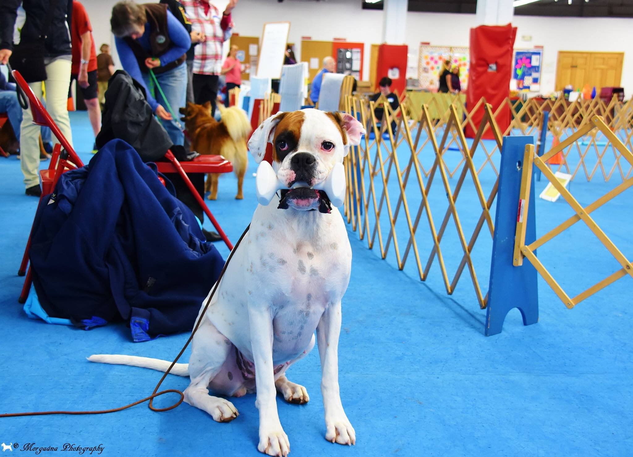 PCOTC Dog Training Events, seminars, lectures — Port Chester Obedience ...