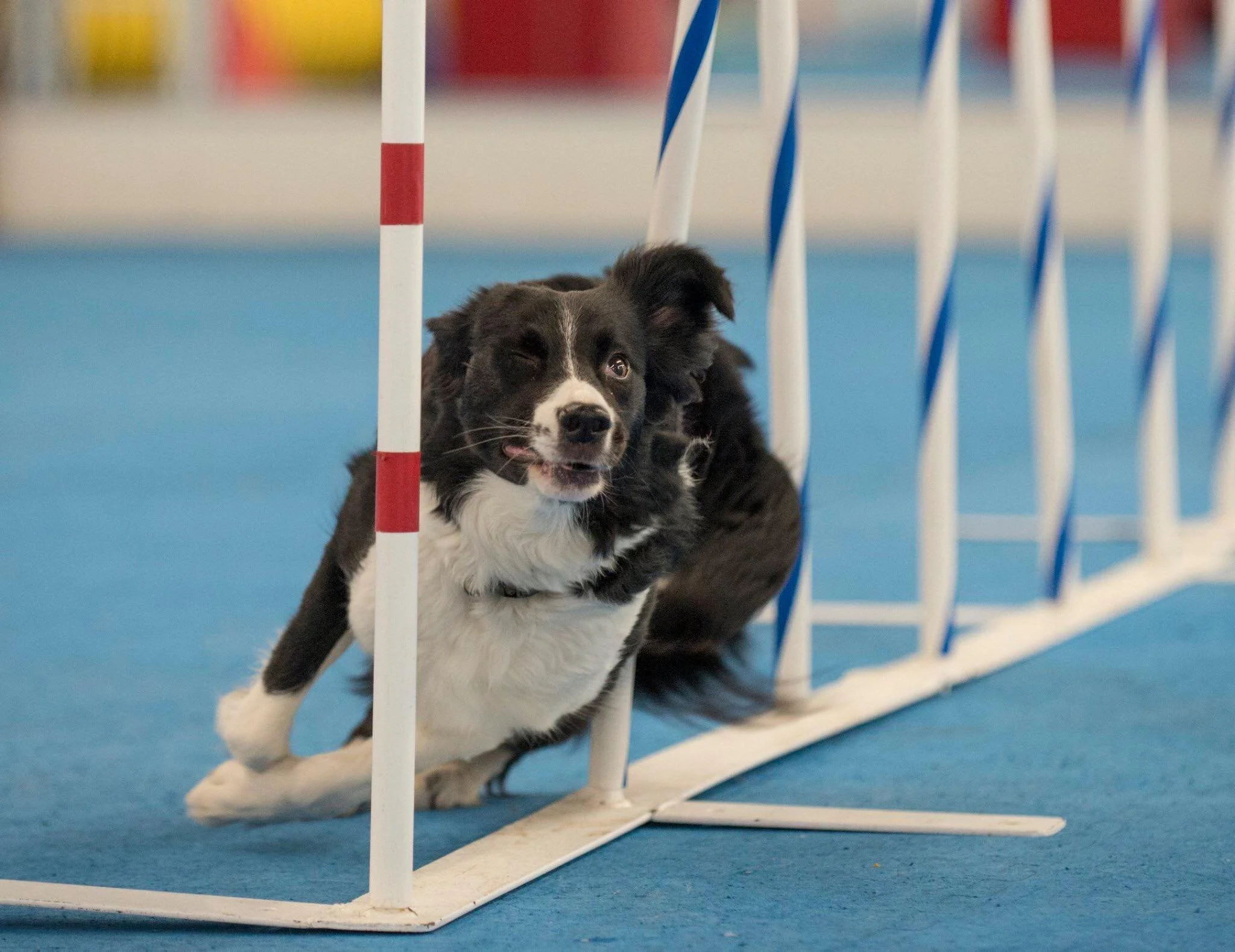 PCOTC Dog Training Events, seminars, lectures — Port Chester Obedience Training Club ...