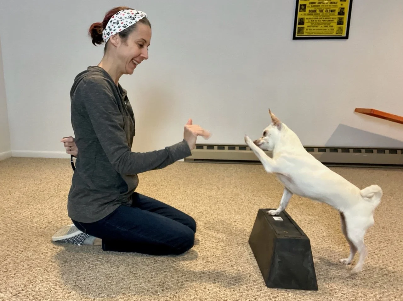 PCOTC Dog Training Events, seminars, lectures — Port Chester Obedience ...