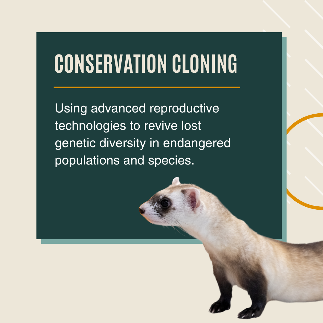 Black-Footed Ferret Clones — Impact Media Lab | For Bigger, Bolder Science