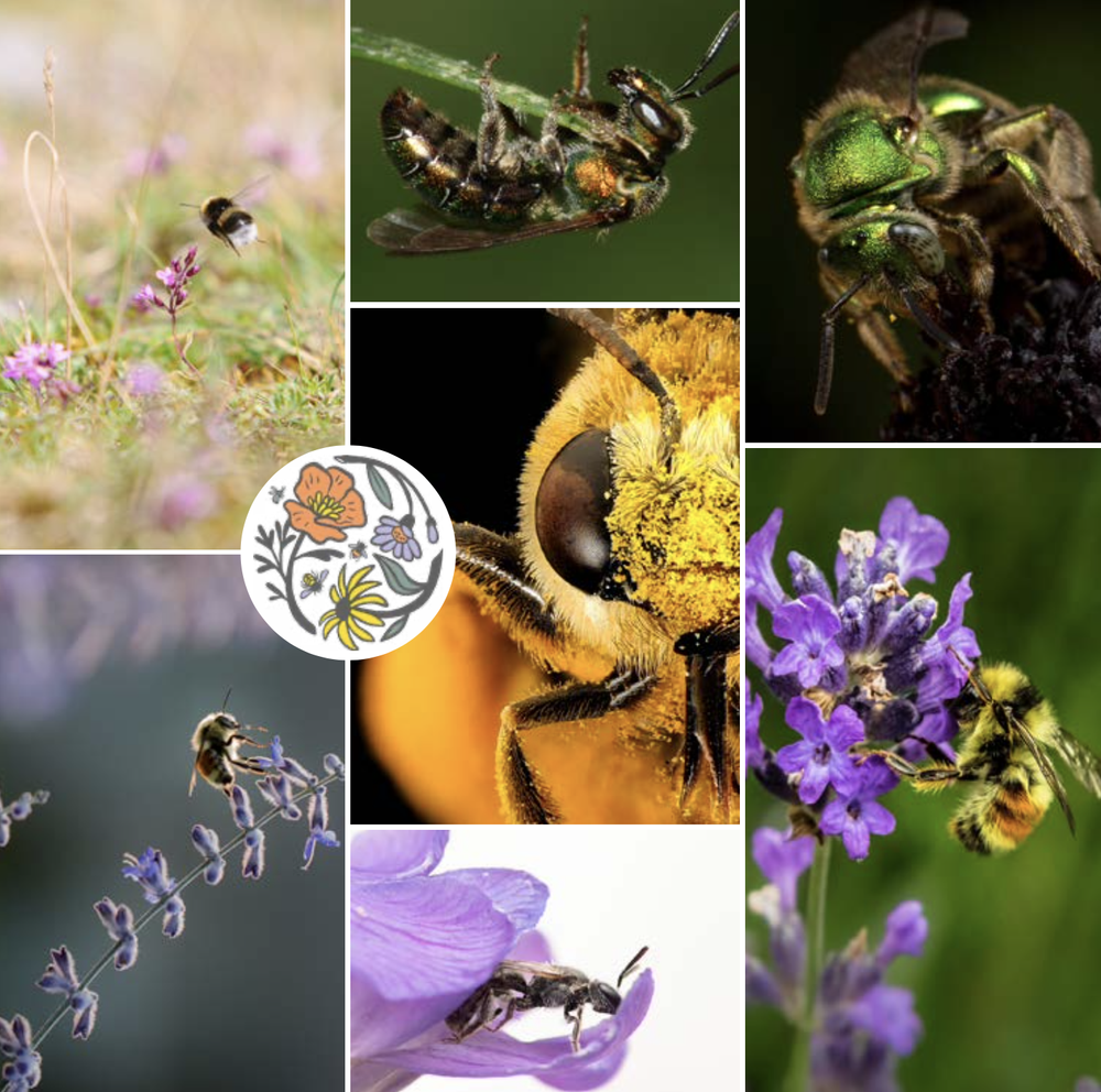 Native Bee RCN — Impact Media Lab | For Bigger, Bolder Science