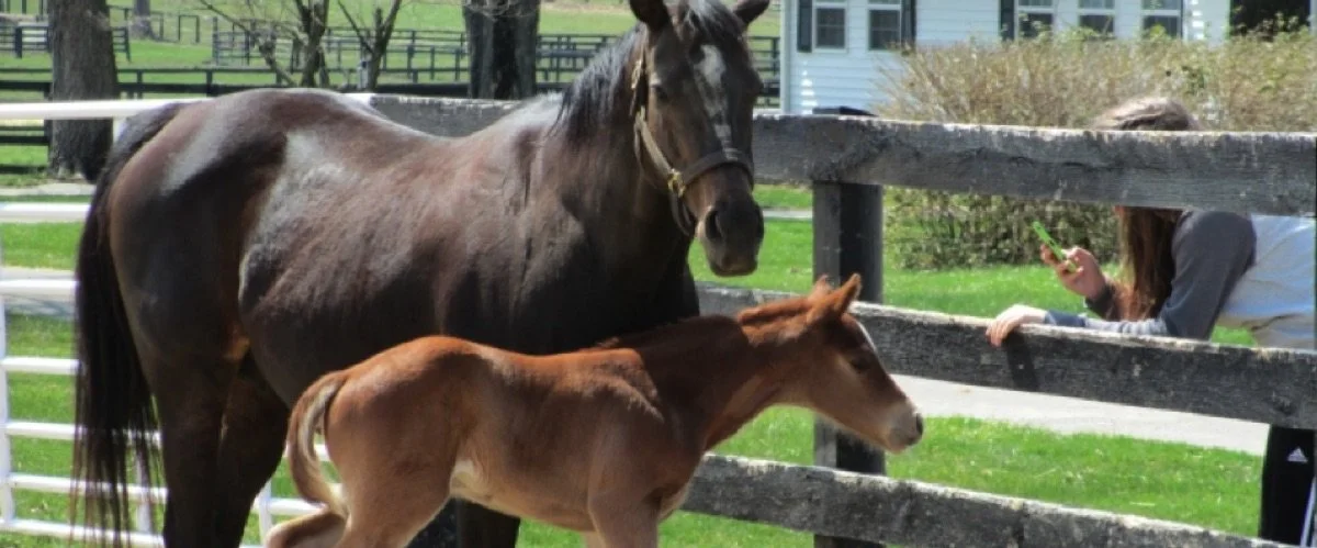 Thoroughbred Heritage Horse Farm Tours