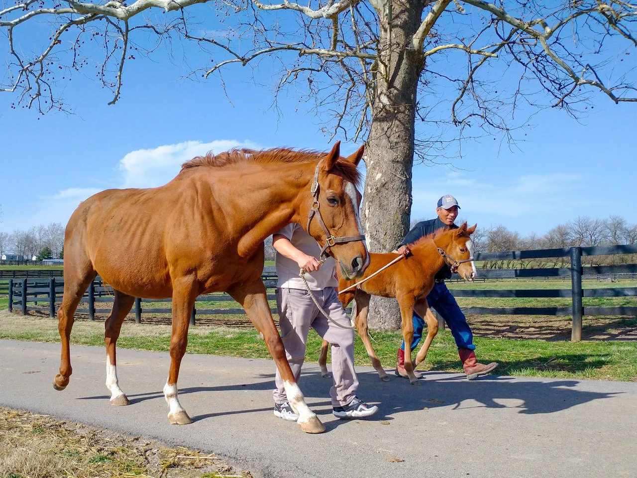 Thoroughbred Heritage Horse Farm Tours