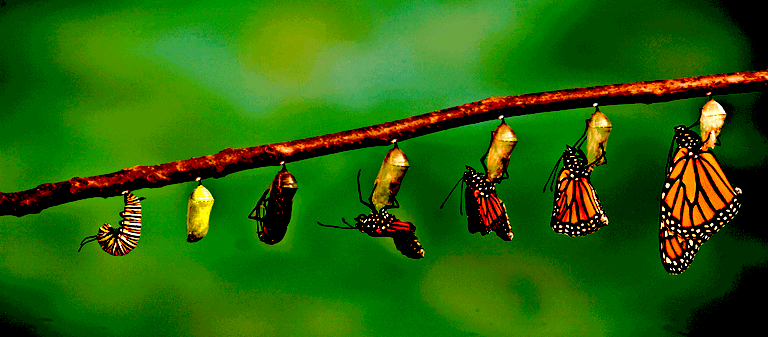 Music and metamorphosis: songs about transformation — Song Bar
