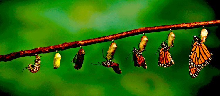 Music and metamorphosis: songs about transformation — Song Bar