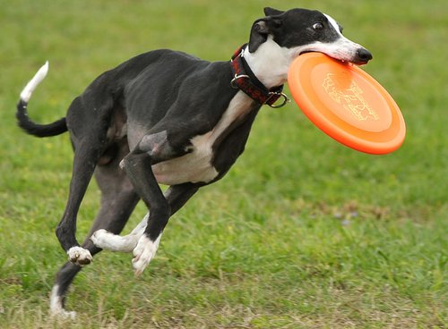 Word of the week: whippet — Song Bar