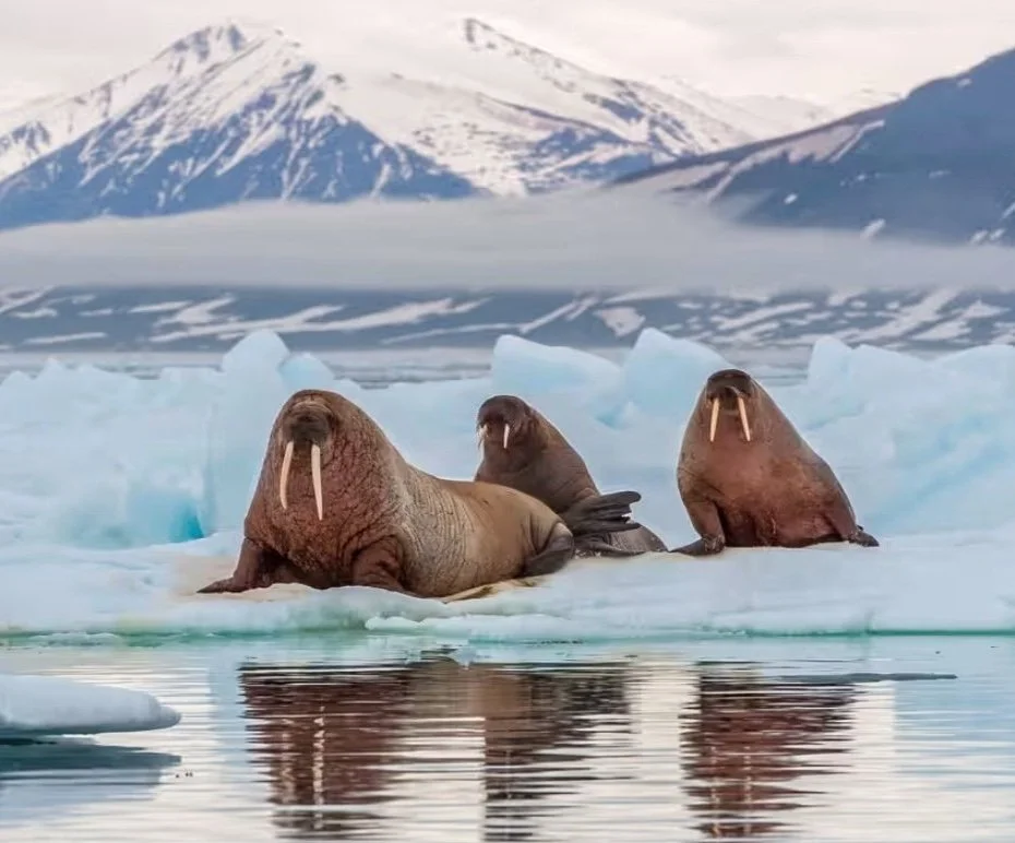The frozen north: songs about the Arctic region — Song Bar