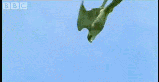 Talon-spotting? It's songs about raptors (birds of prey) — Song Bar