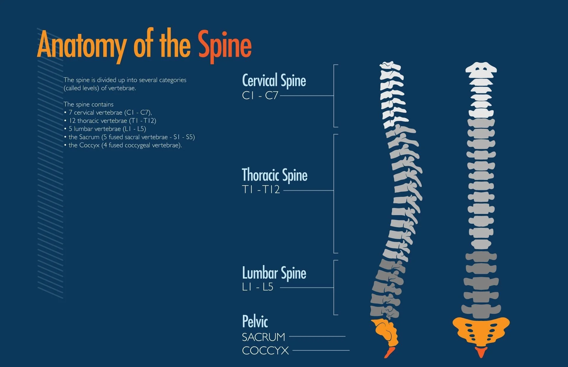 Spinal tap? Get back: songs about the vertebral column and neck — Song Bar