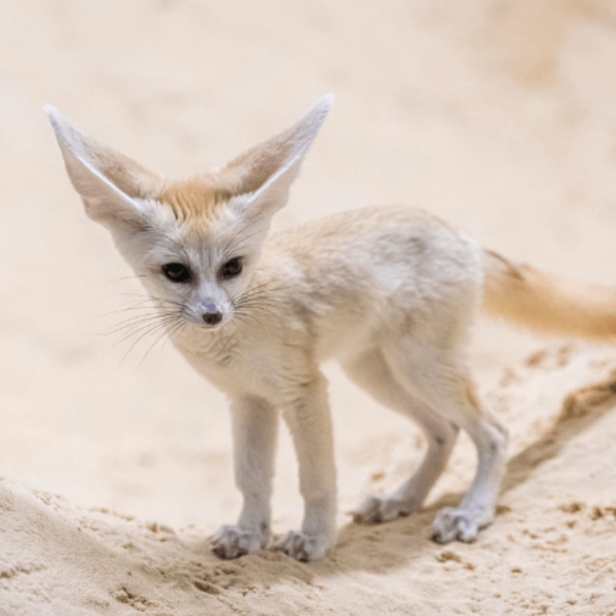 Word of the week: fennec — Song Bar