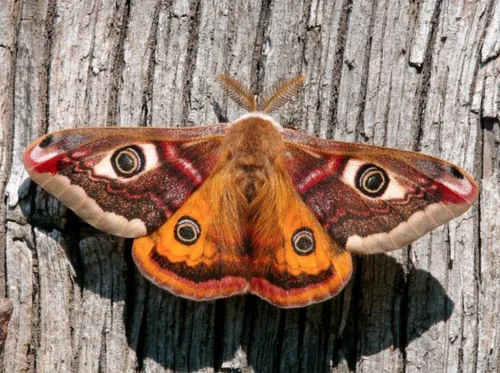 Fancy a flutter? Songs about butterflies and moths — Song Bar