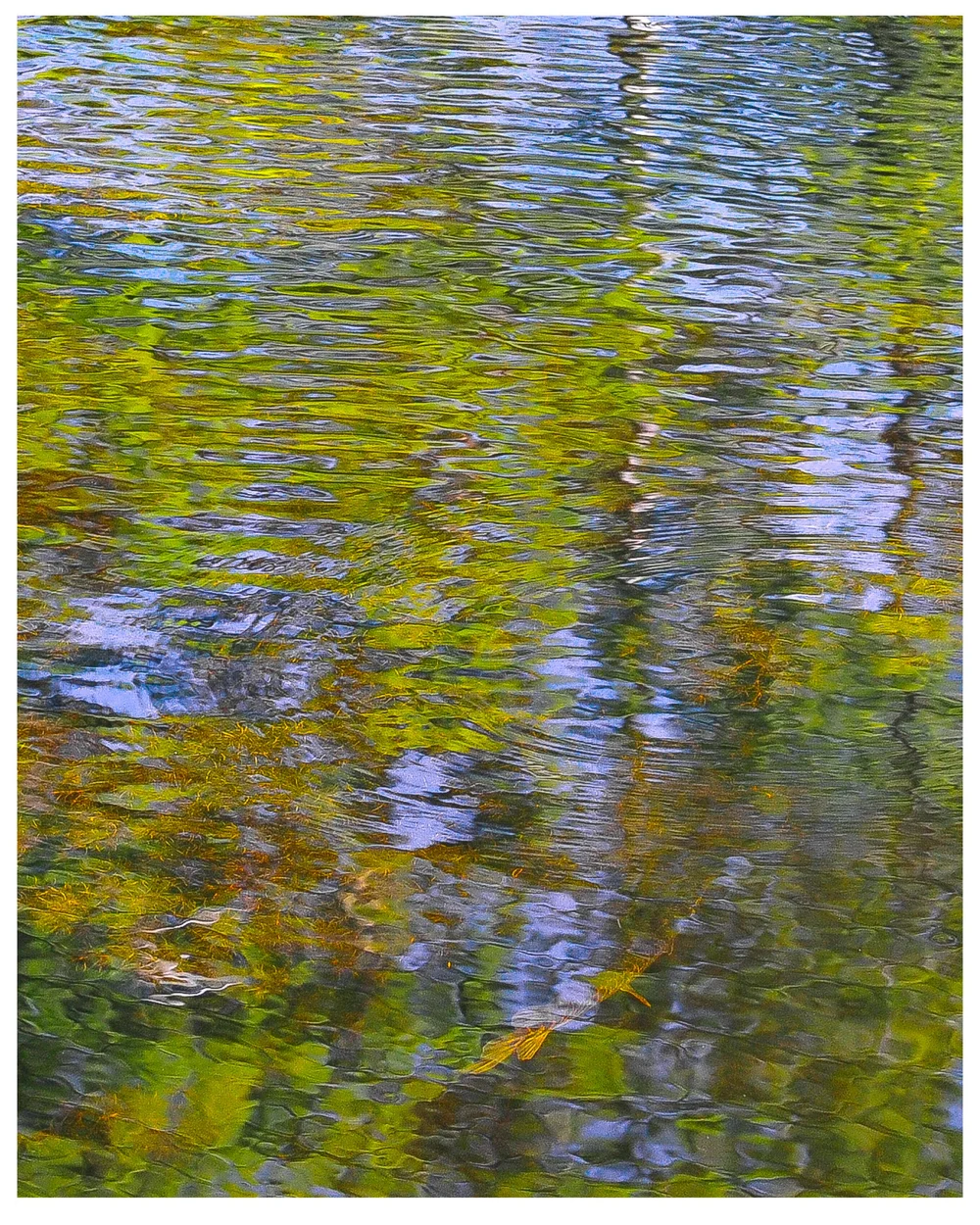 2017 Photo Contest — Slough Preserve