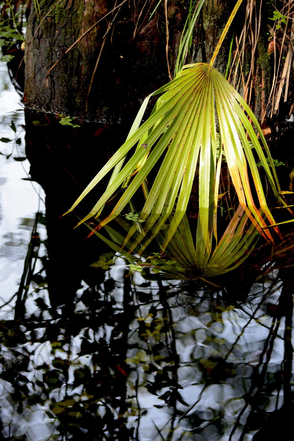 2014 Photo Contest — Slough Preserve