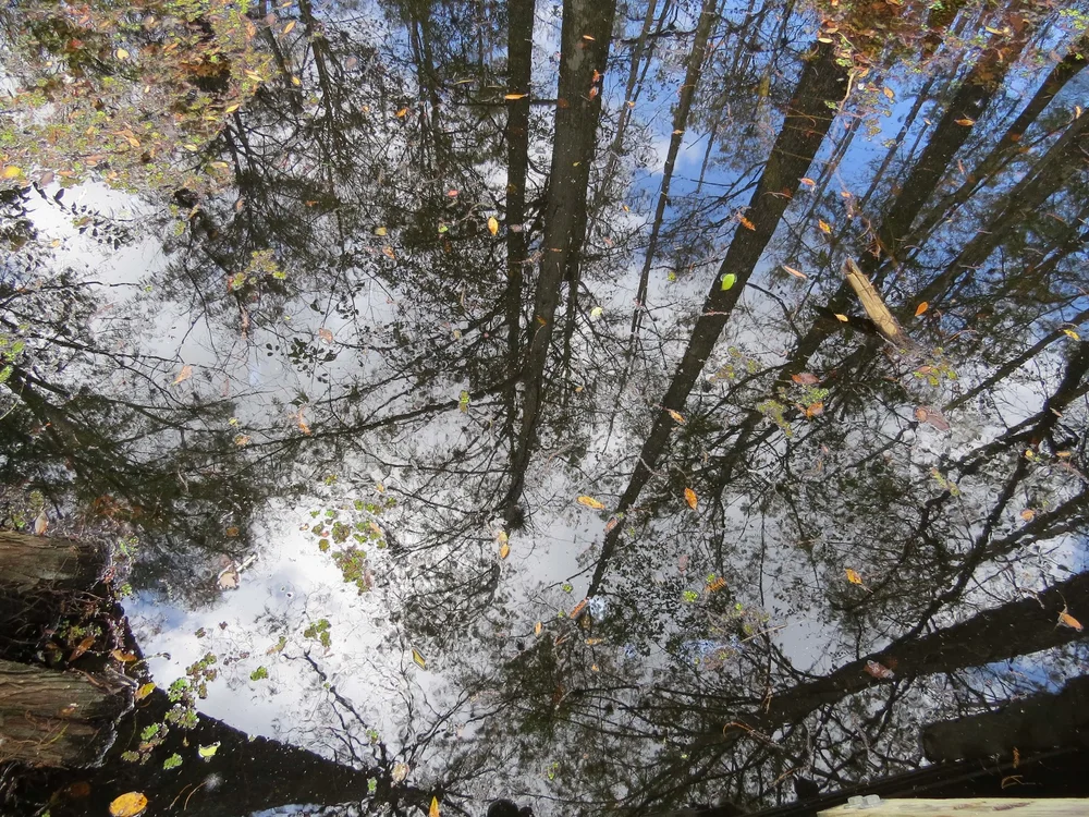 2014 Photo Contest — Slough Preserve