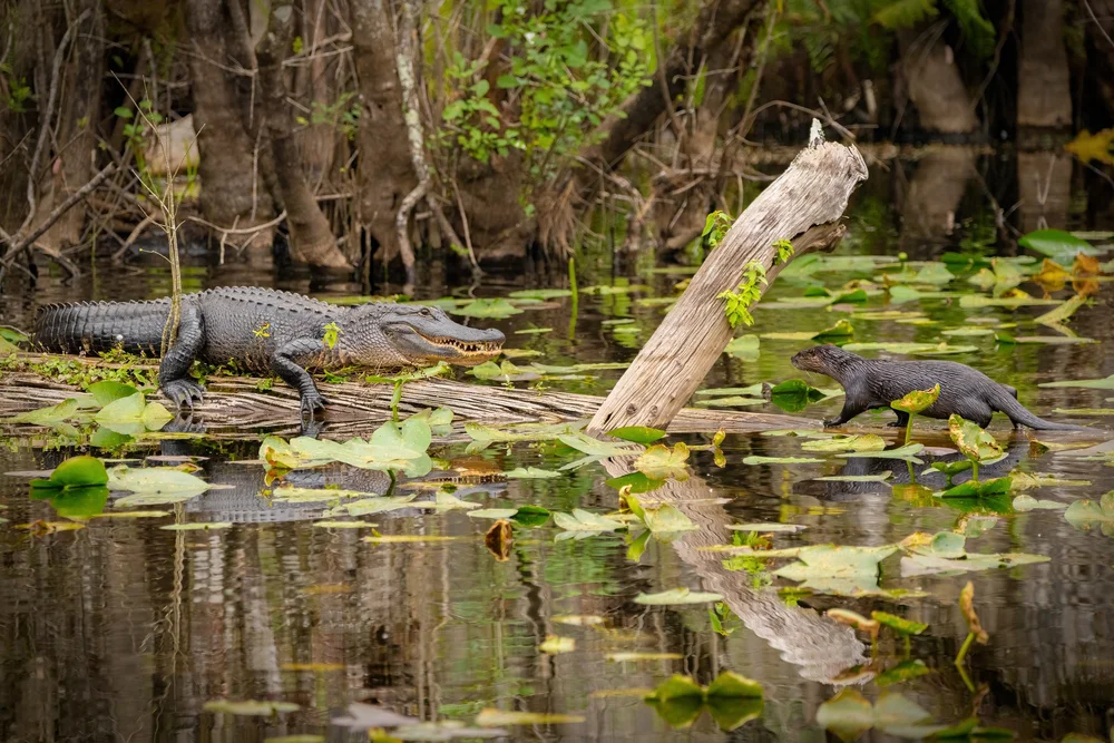2023 Photo Contest — Slough Preserve