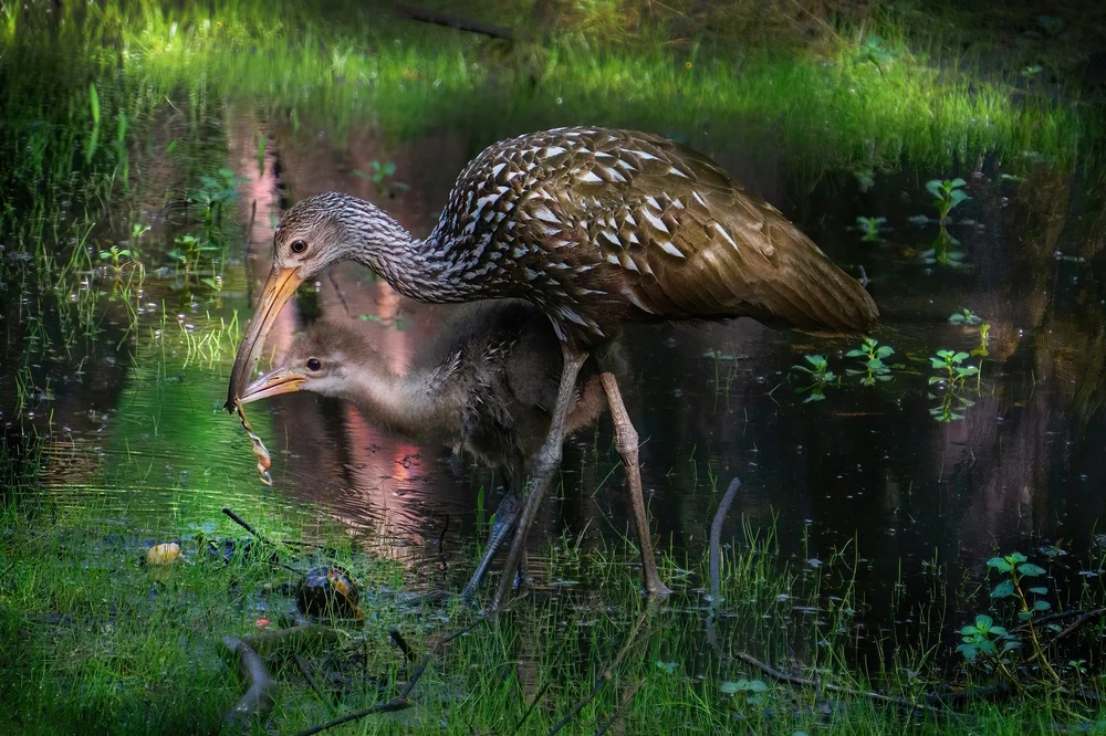 2025 Photo Contest — Slough Preserve