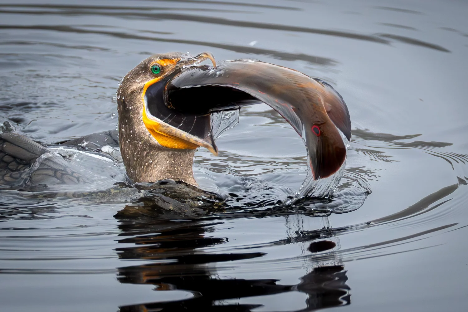 2025 Photo Contest — Slough Preserve