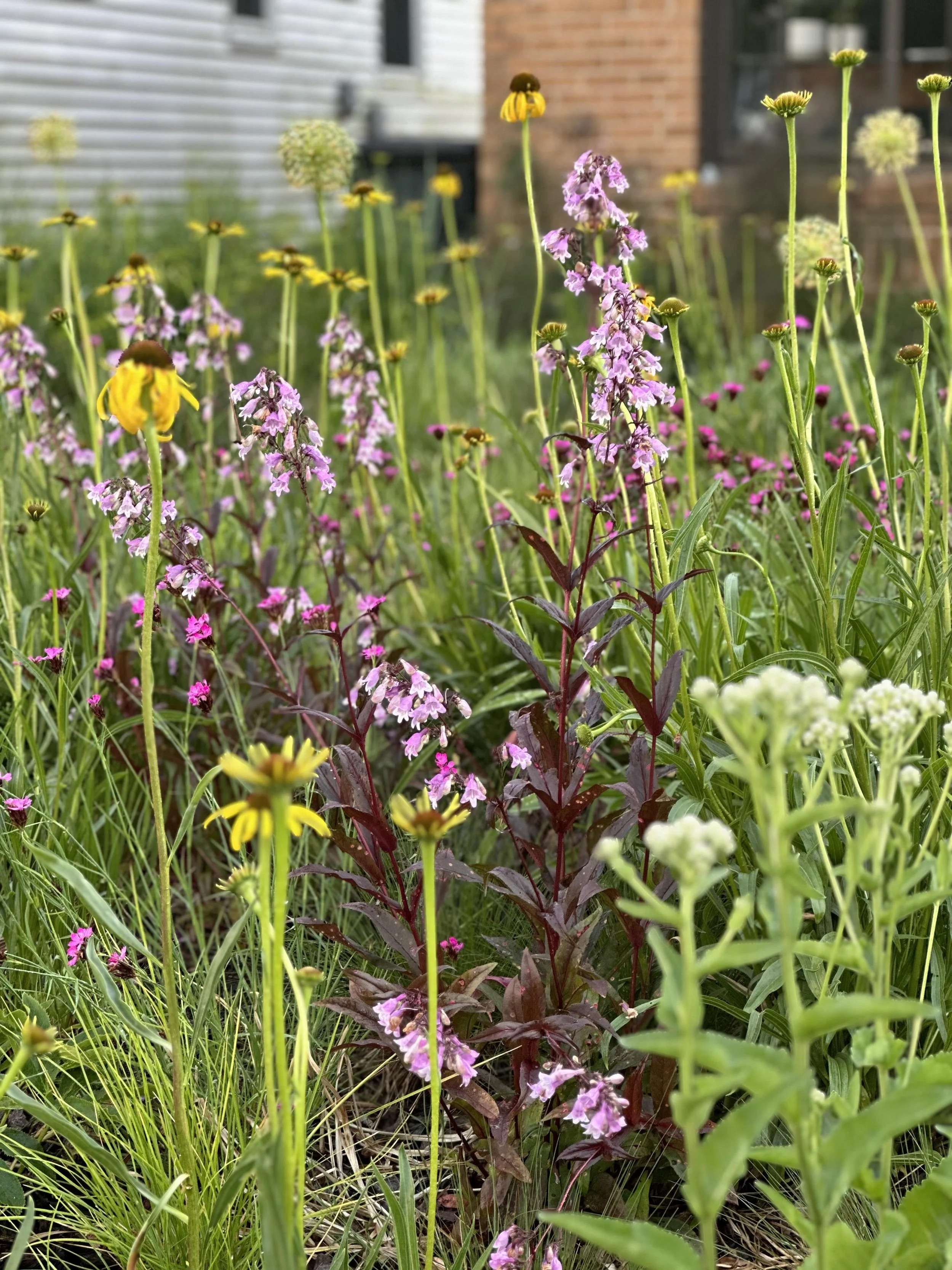 Lawn Conversion 101: Embracing an Alternative Lawn — Botany