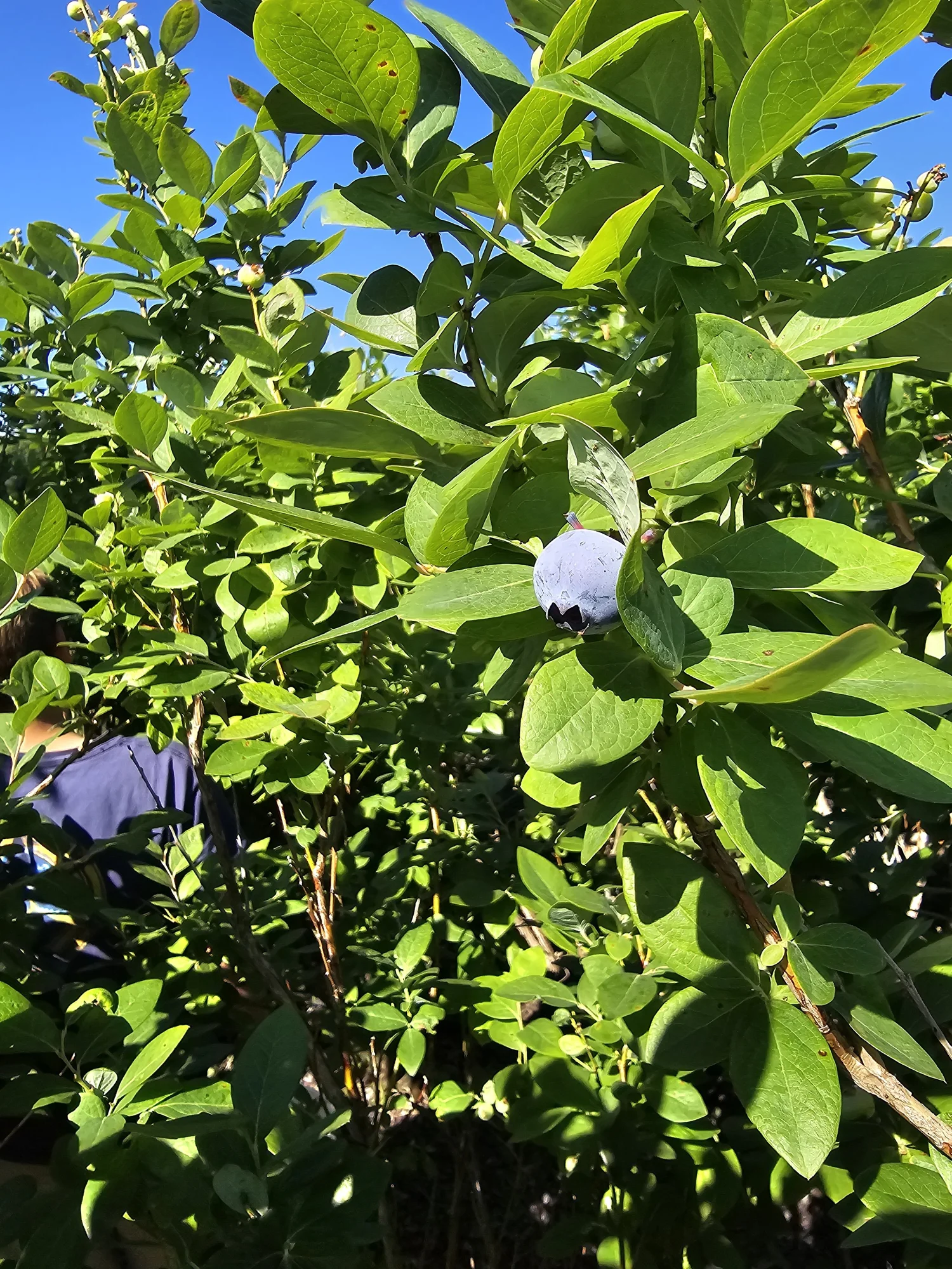 Local Spotlight - Florida's Best Blueberry Farm - The Villages of ...