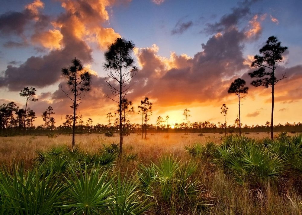A Nature Lover’s Dream: Relocating to Florida’s Nature Coast - The ...