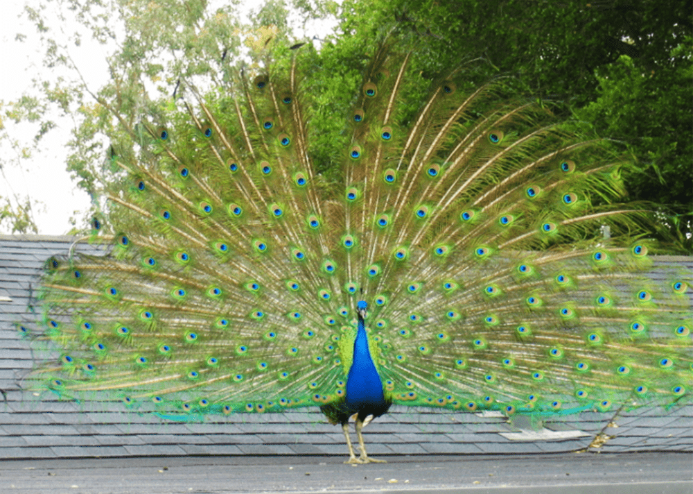 Wild Florida Peacocks - Unique Florida - The Villages of Citrus Hills