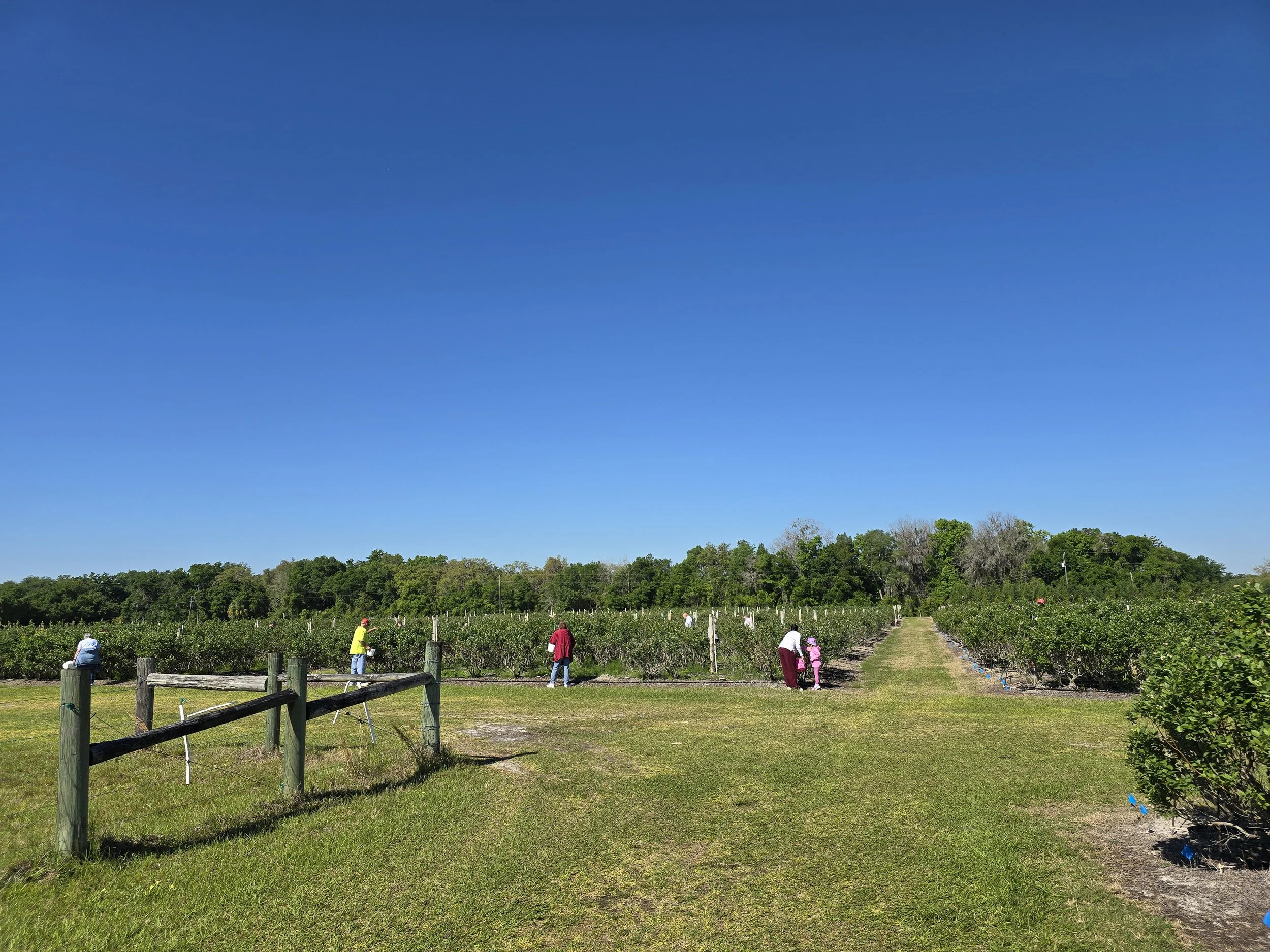 Local Spotlight - Florida's Best Blueberry Farm - The Villages of ...