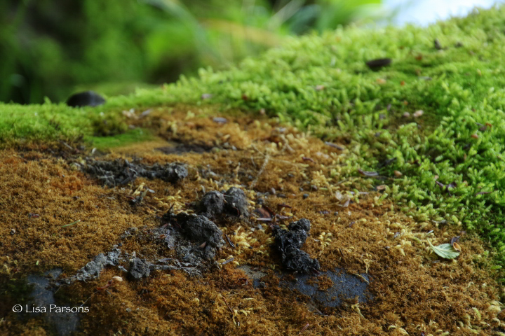 In Search of Otter Poop — Green River Gorge GreenwayField ...