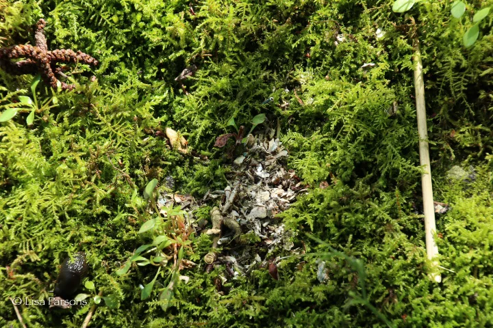 In Search of Otter Poop — Green River Gorge GreenwayField ...