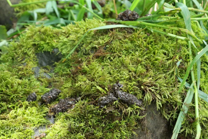 In Search of Otter Poop — Green River Gorge GreenwayField ...