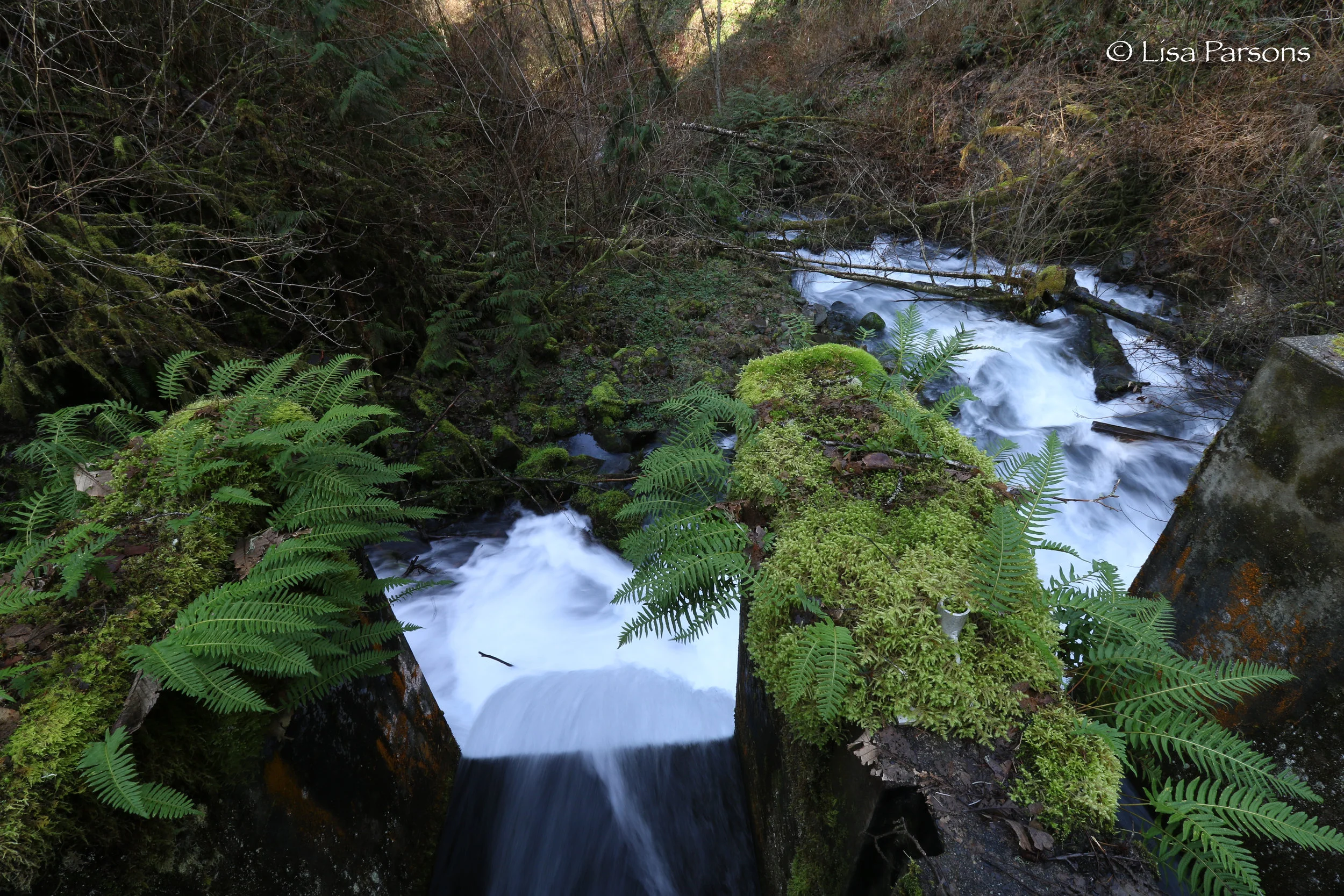 Icy Creek Spring Hike — Green River Gorge GreenwayField ...