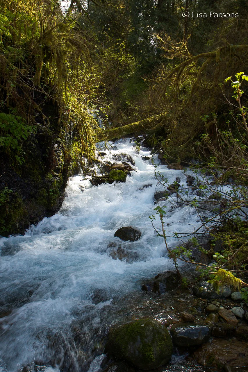 Icy Creek Spring Hike — Green River Gorge GreenwayField ...