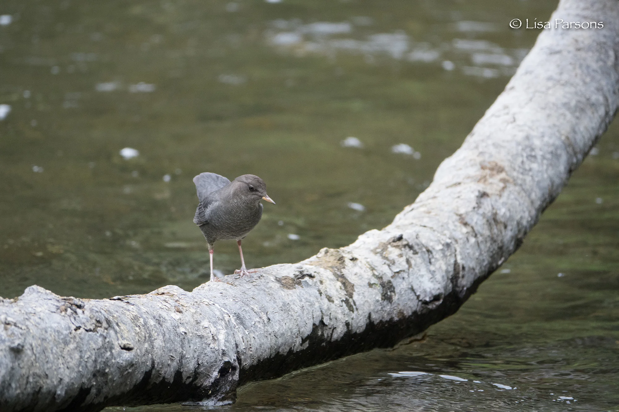 Icy Creek Spring Hike — Green River Gorge GreenwayField ...