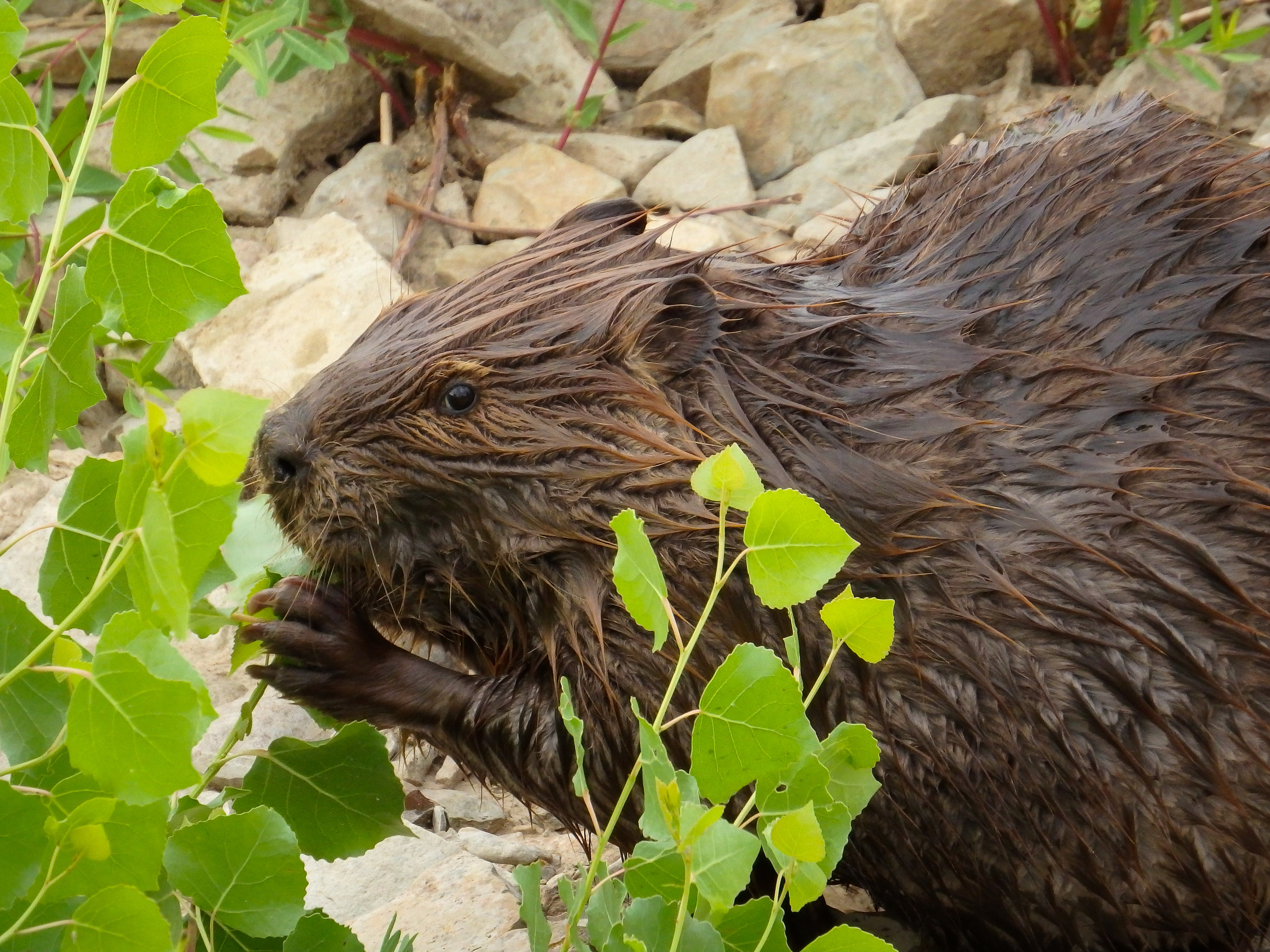 Hungry Beaver — Green River Gorge GreenwayField NotesConservation ...
