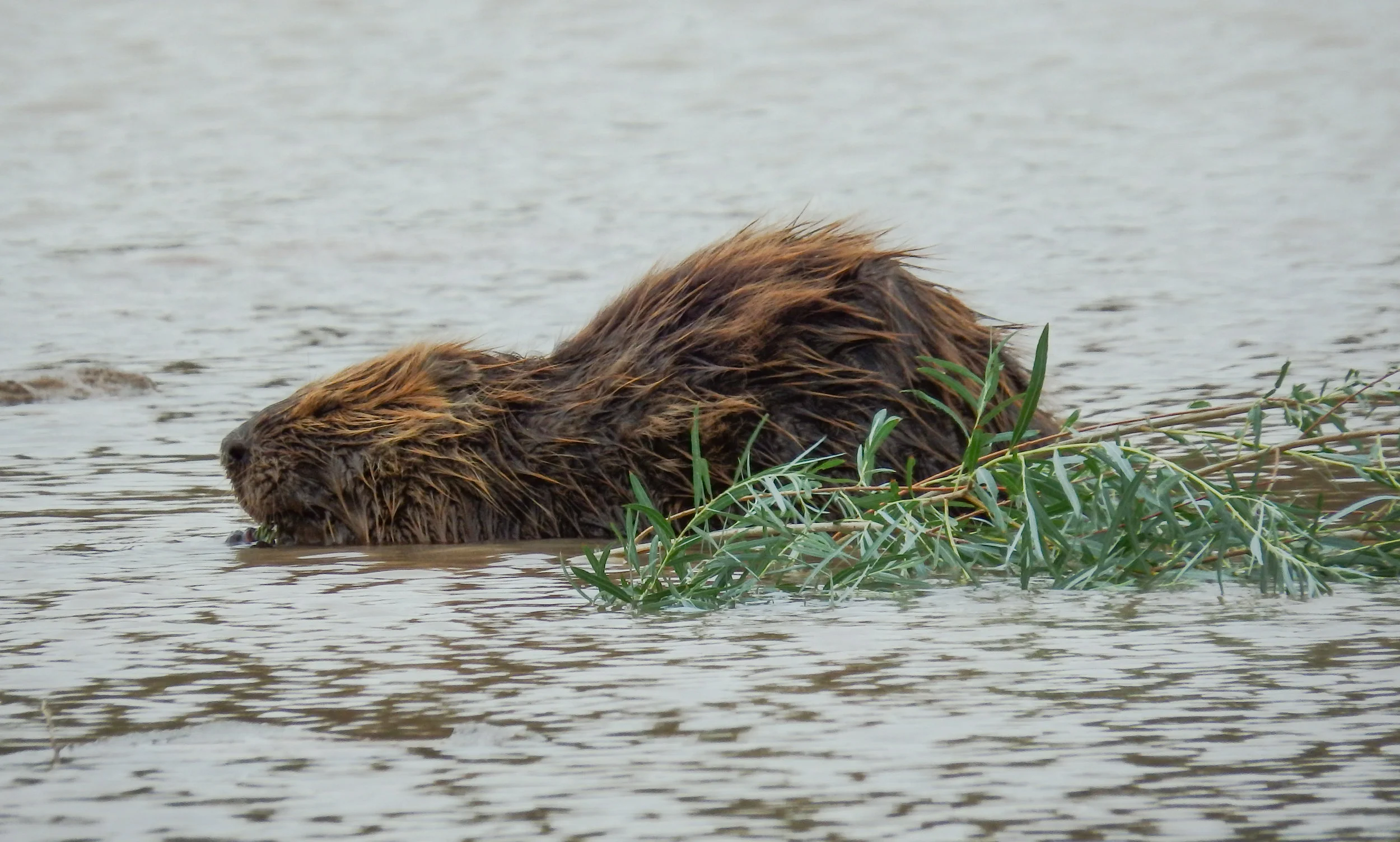 Hungry Beaver — Green River Gorge GreenwayField NotesConservation ...