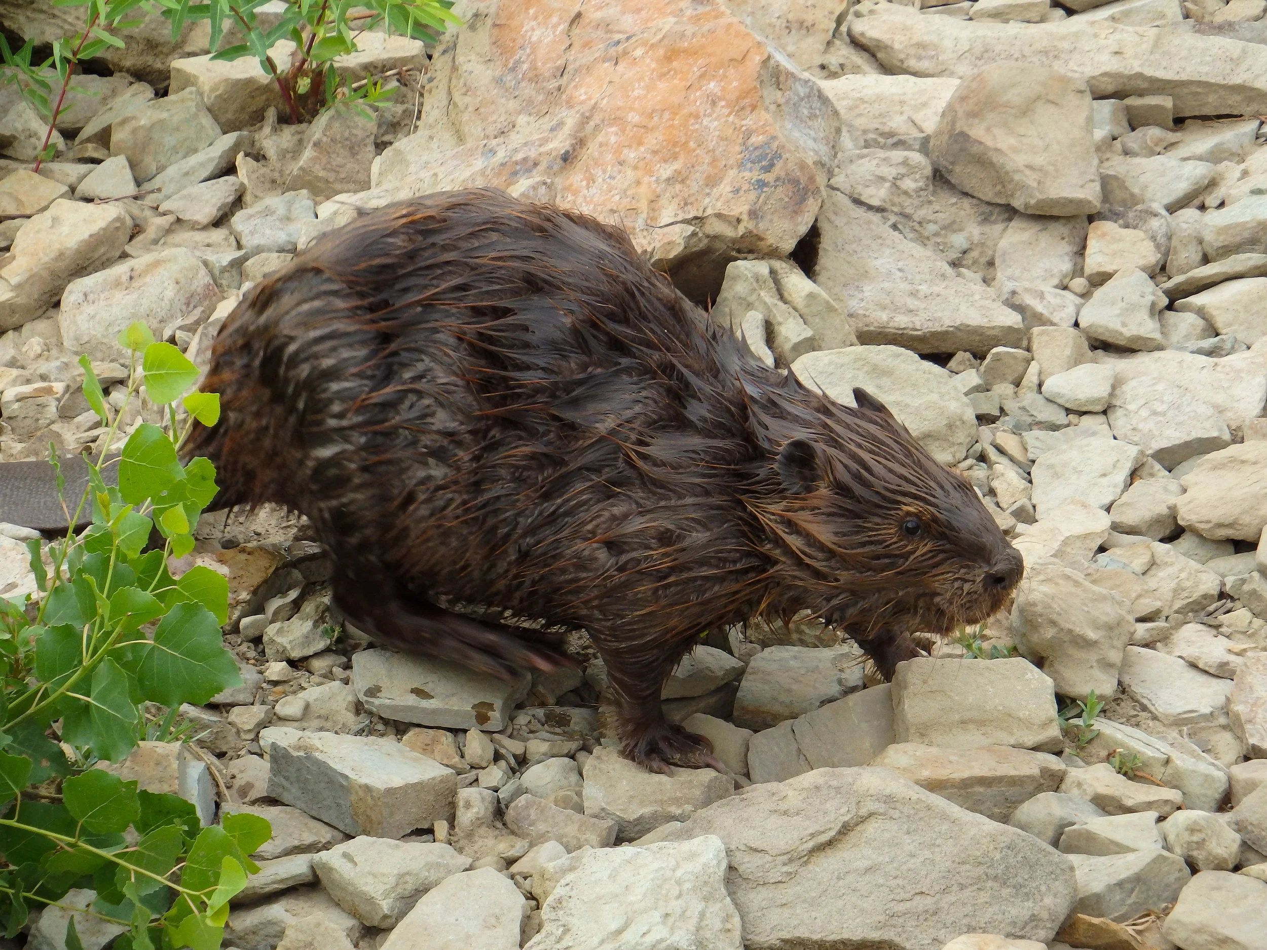 Hungry Beaver — Green River Gorge GreenwayField NotesConservation ...