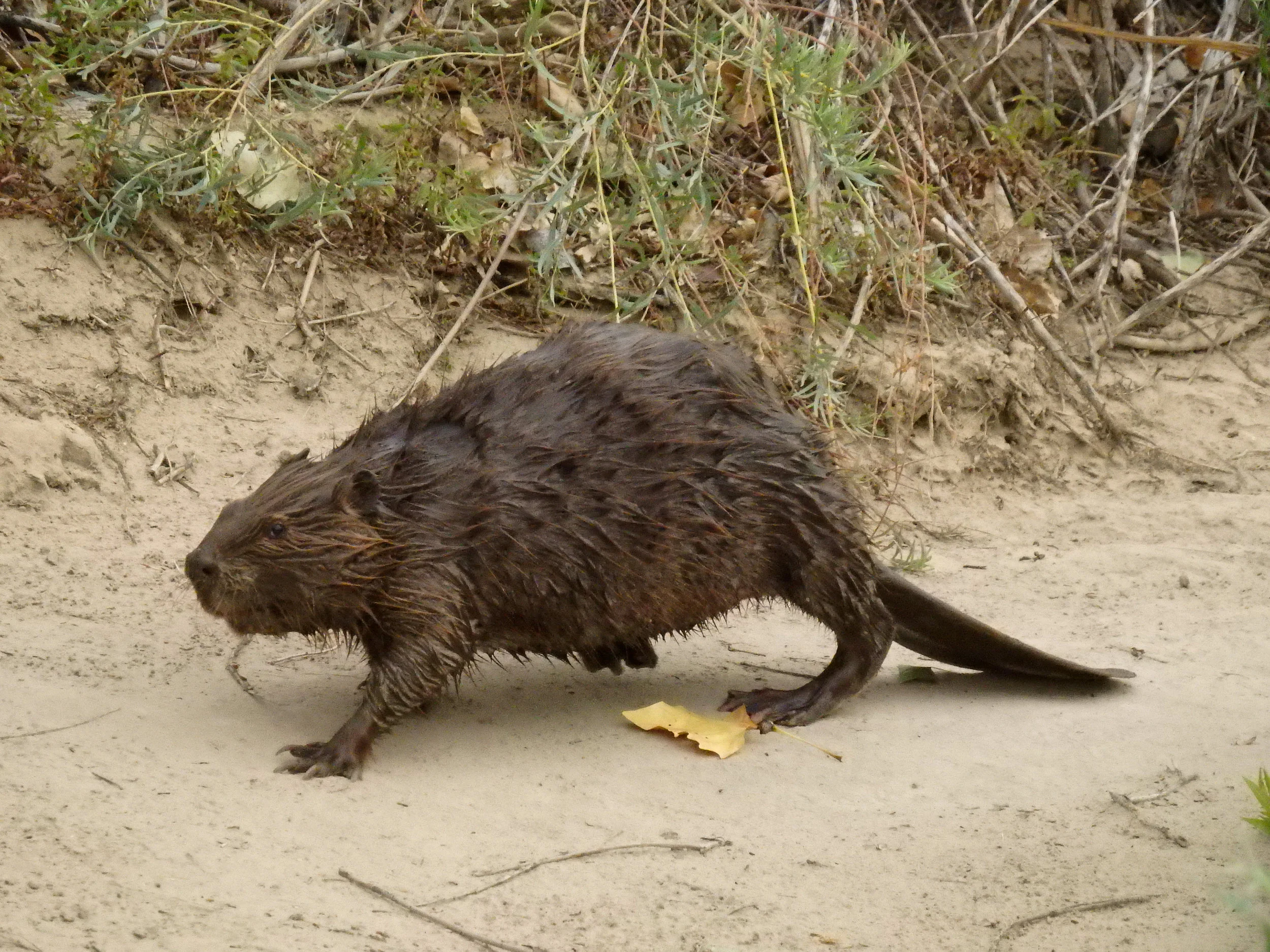 Hungry Beaver — Green River Gorge GreenwayField NotesConservation ...