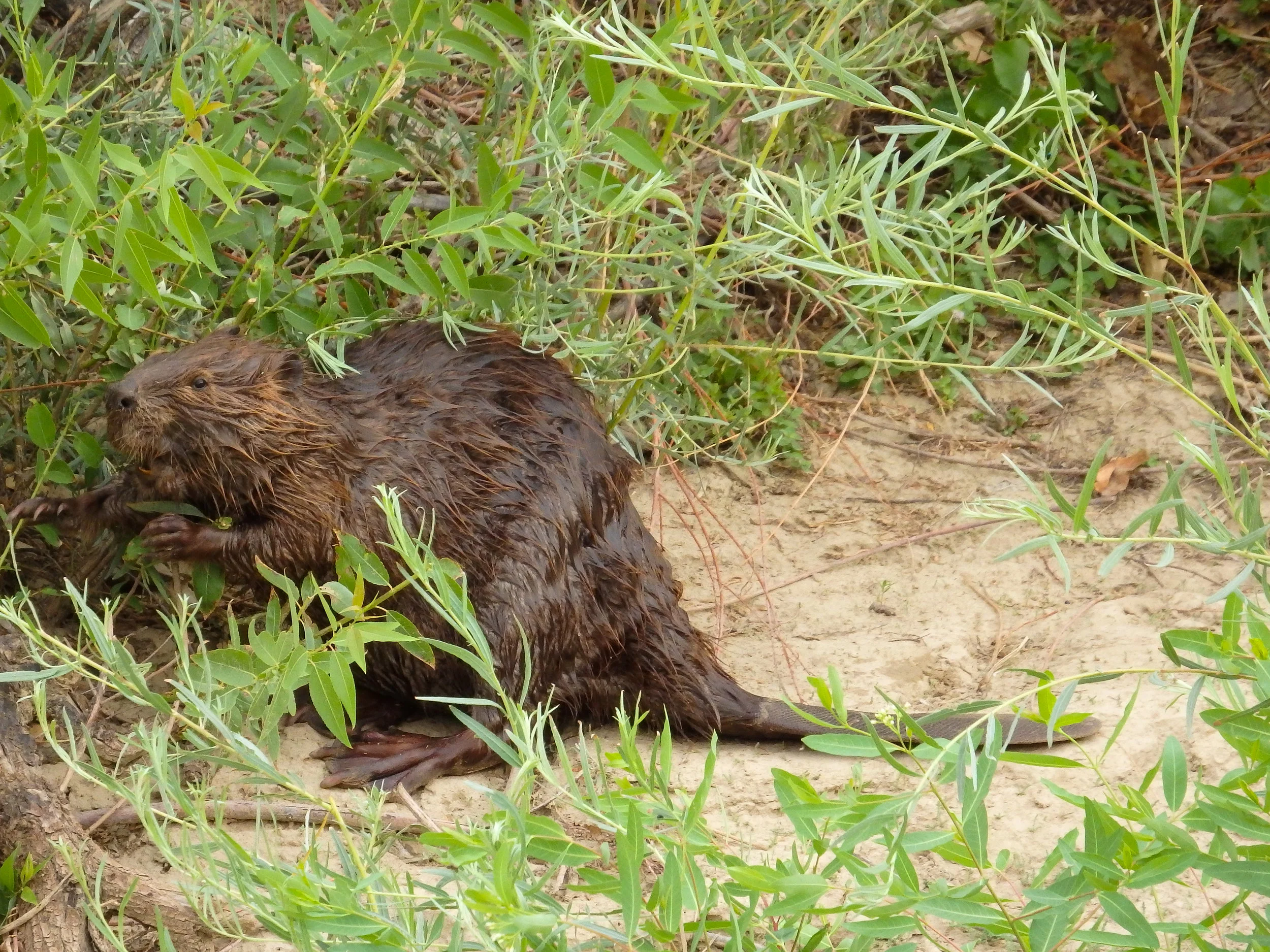Hungry Beaver — Green River Gorge GreenwayField NotesConservation ...