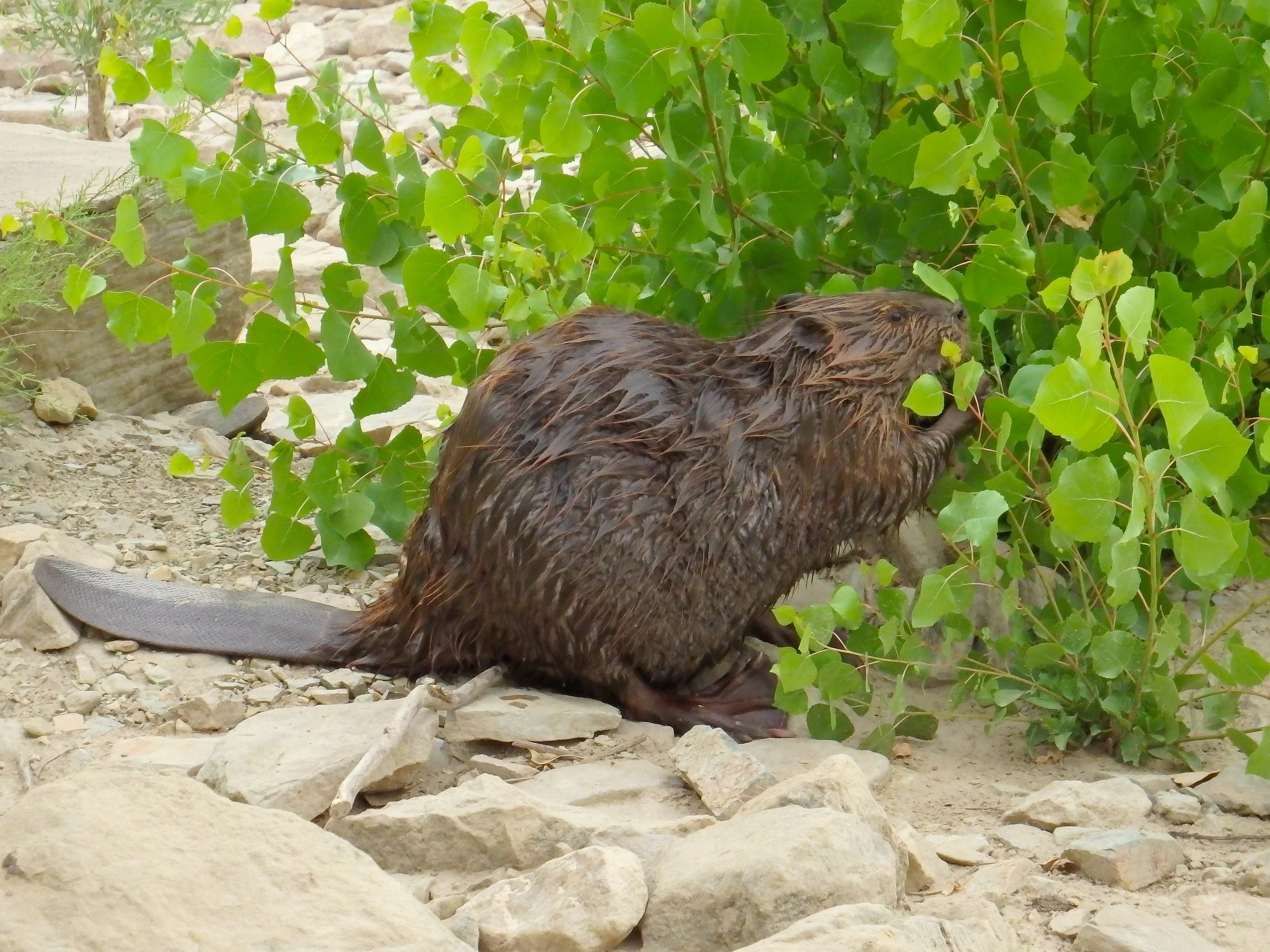 Hungry Beaver — Green River Gorge GreenwayField NotesConservation ...