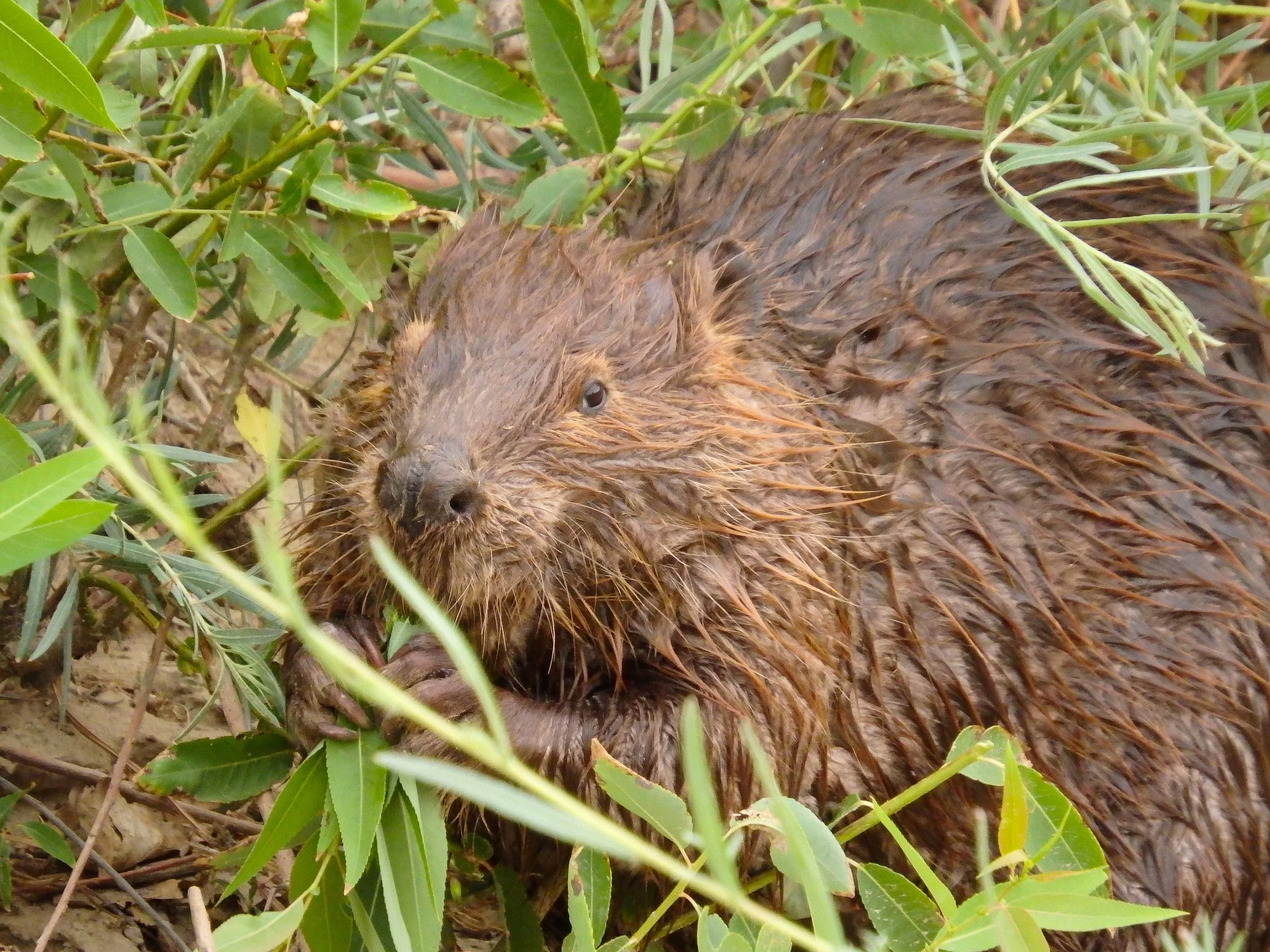 Hungry Beaver — Green River Gorge GreenwayField NotesConservation ...