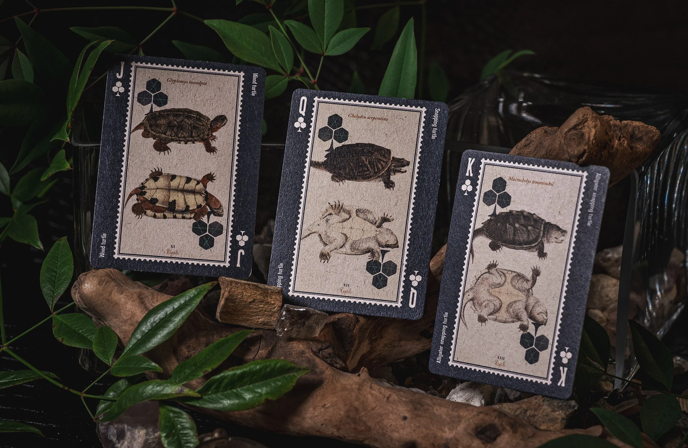 Herpetology 101 Poker Deck — Mattgyver