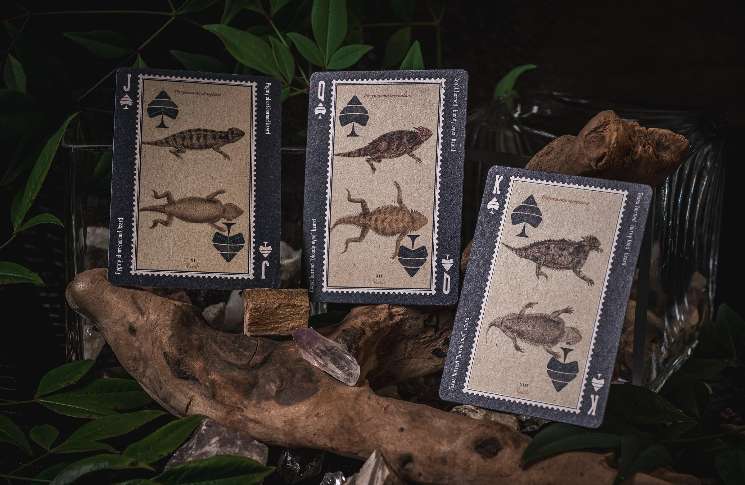 Herpetology 101 Poker Deck — Mattgyver
