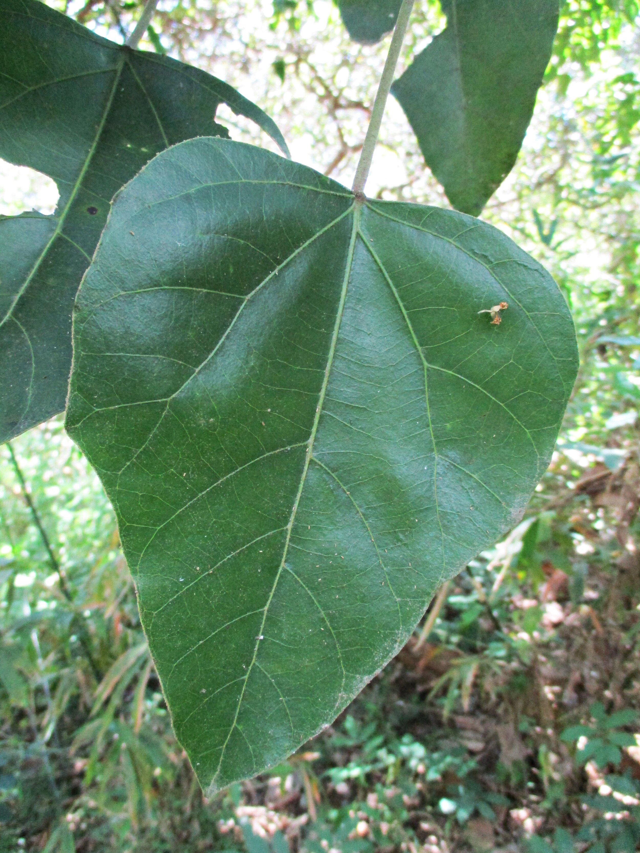 Kukui Tree Leaves