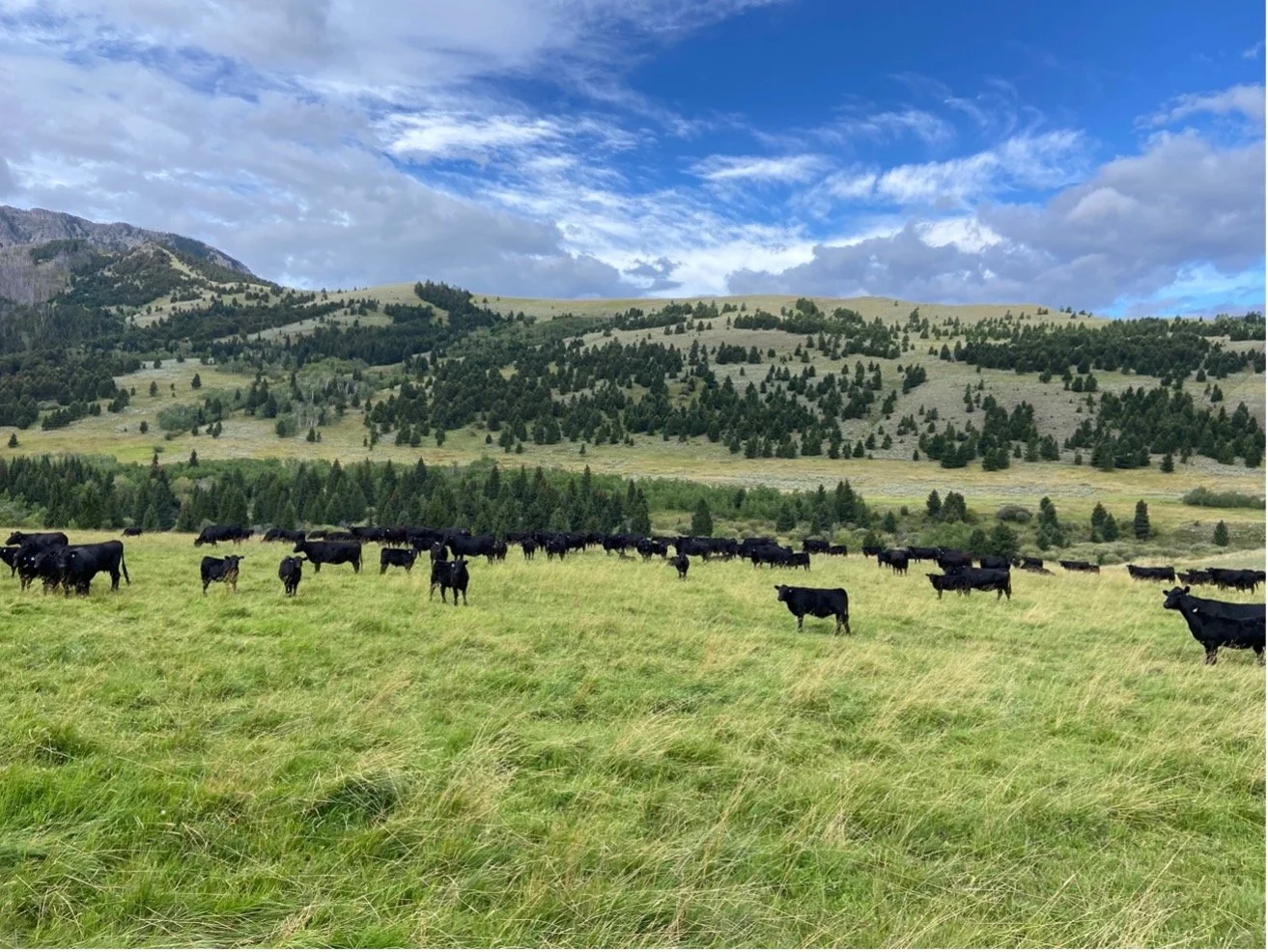 Blog — Tom Miner Basin Association