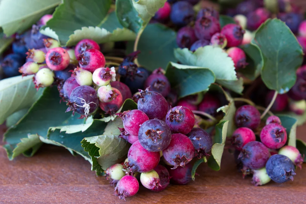 Edible Landscaping for Health: 5 Superfoods You Can Grow in Your Yard ...