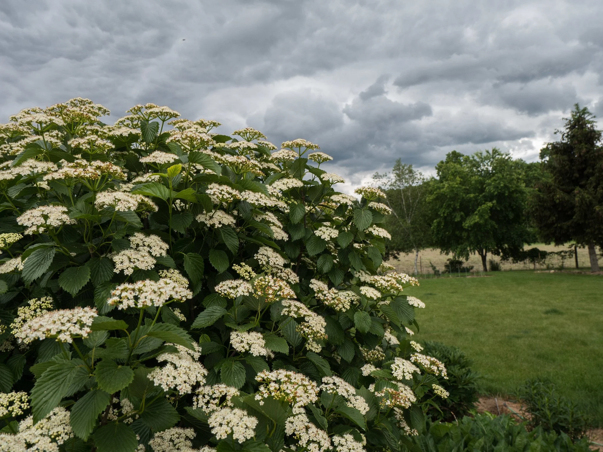 Native Plant Alternatives to Burning Bush — Our Land Organics | Natural ...