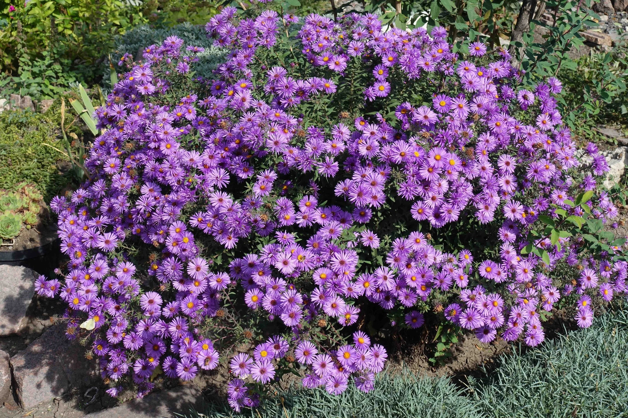 Ohio Native Plants on Sale! — Our Land Organics | Natural Landscaping ...