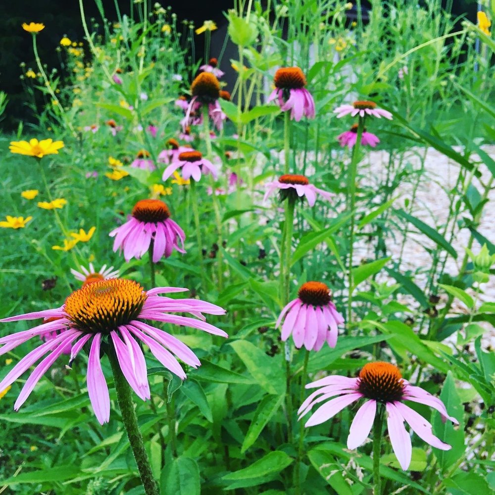 Native Plant Nursery — Our Land Organics | Natural Landscaping Near ...