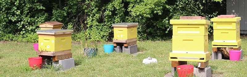 Basic Beekeeping — Virginia Cooperative Extension - Virginia State ...