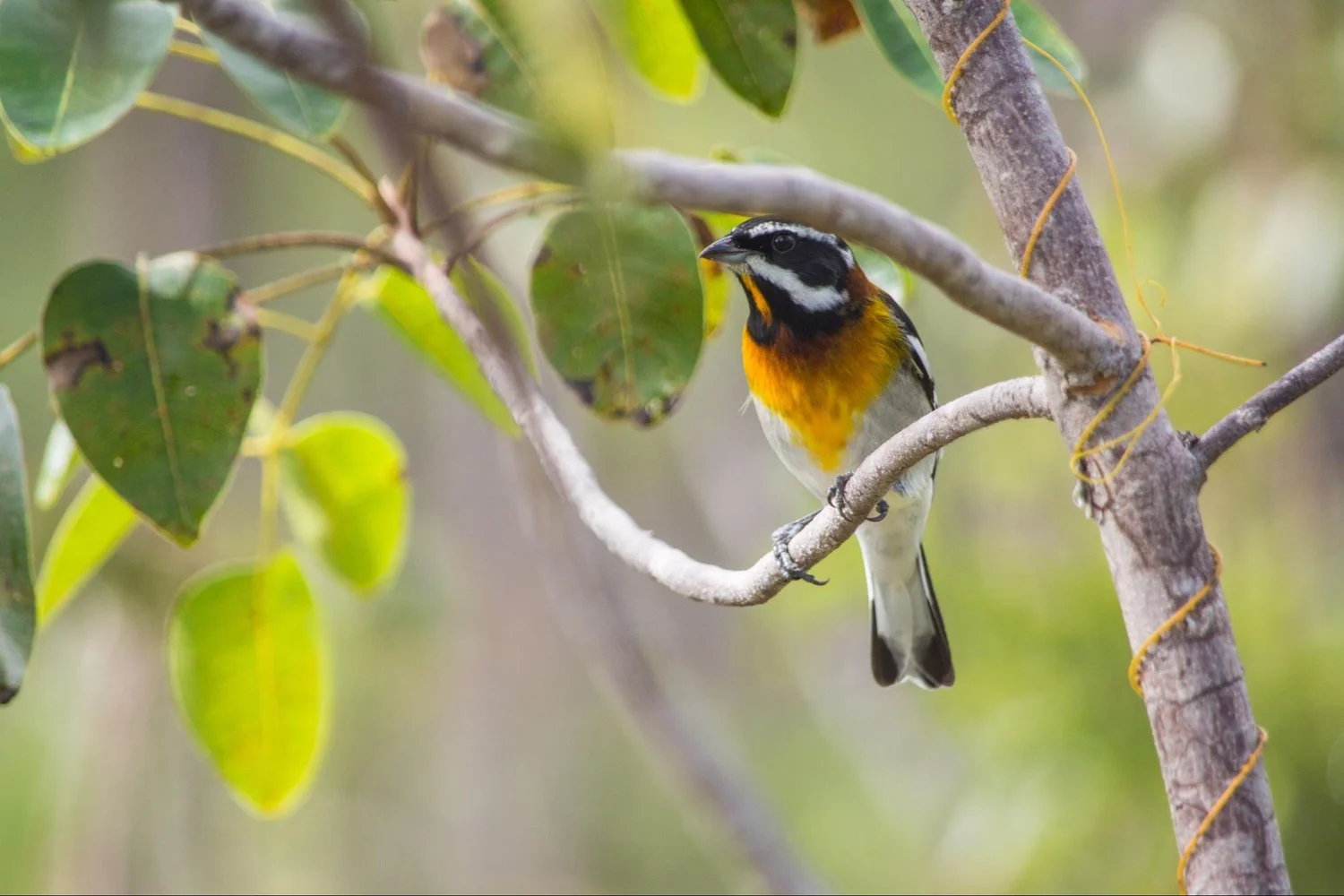 Birding Tour - Andros Island - The Bahamas — International Field ...